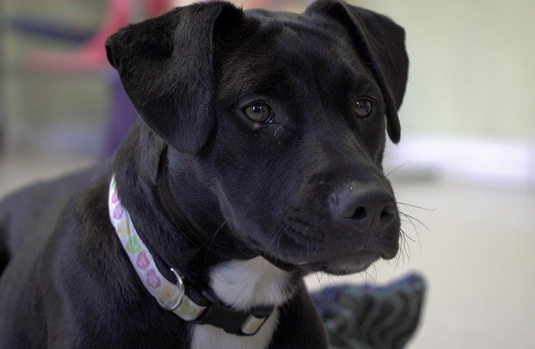 Building community health with PAWS - Carolina Stories