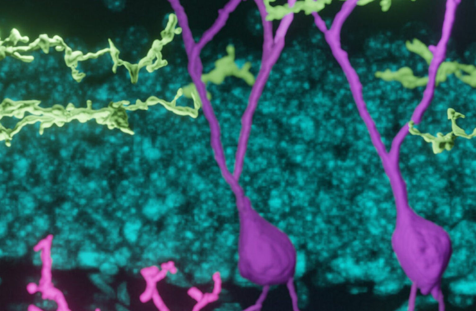 Enhancing Neurons to Fight Alzheimer's - Carolina Stories