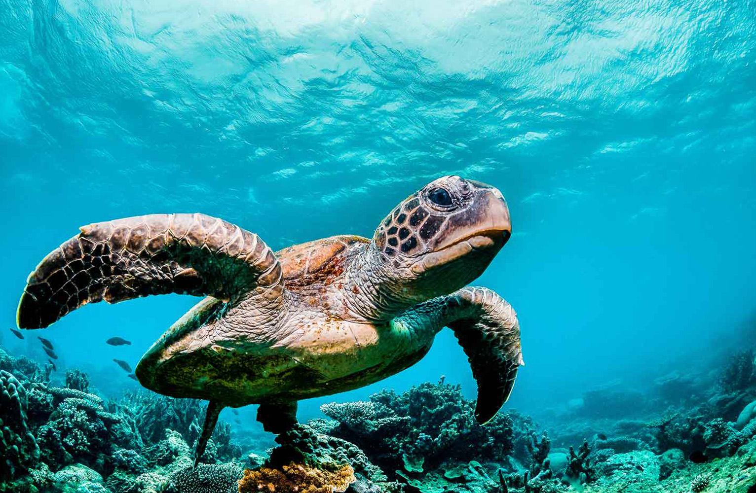 Collaboration for Conservation - Carolina Stories